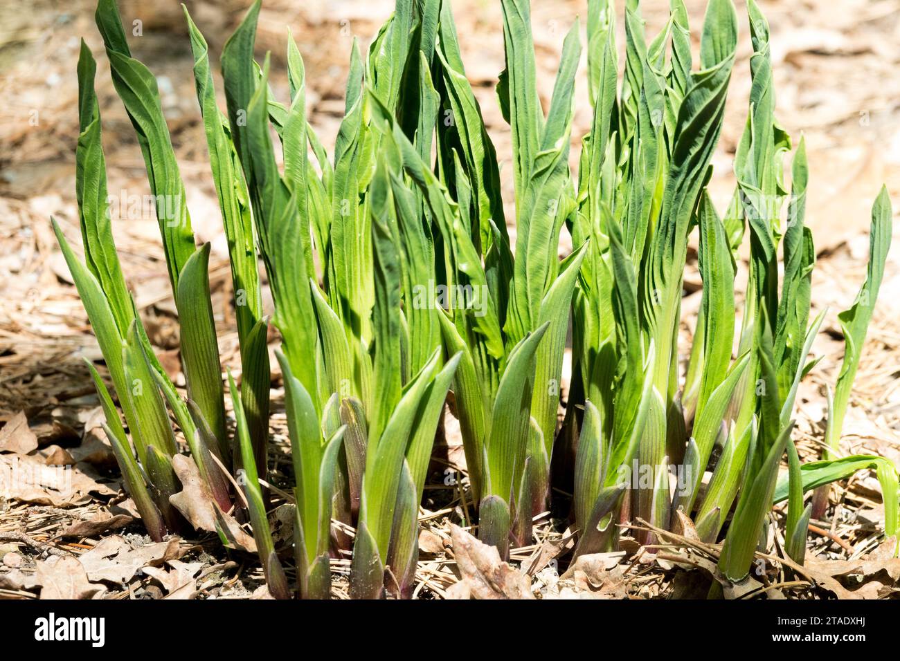 Spring shoots, Hosta "Praying Hands", Plantain Lily Stock Photo - Alamy