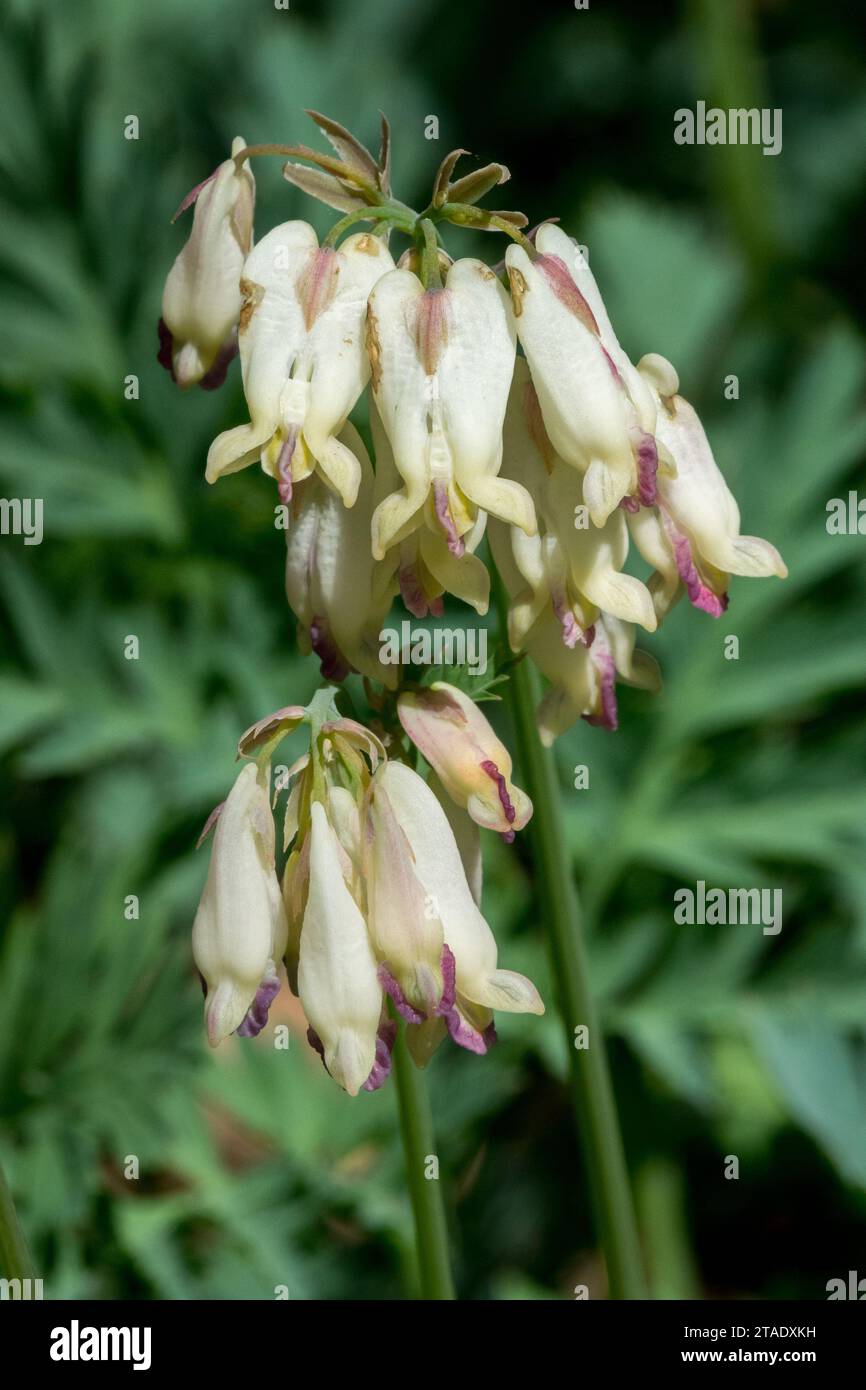 Dicentra formosa langtrees hi-res stock photography and images - Alamy