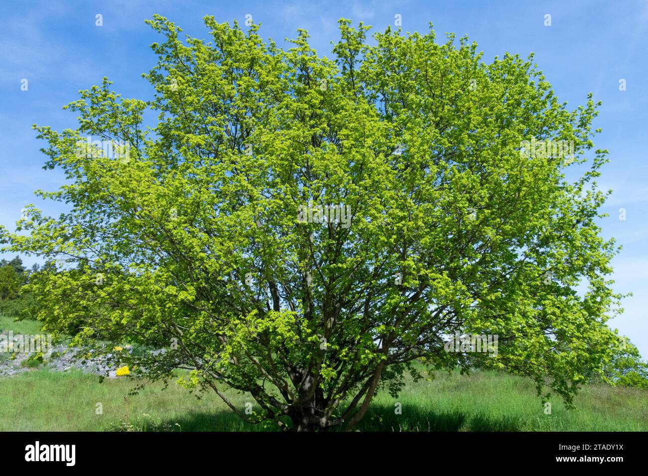 Spring tree, Field Maple, Acer campestre Stock Photo - Alamy