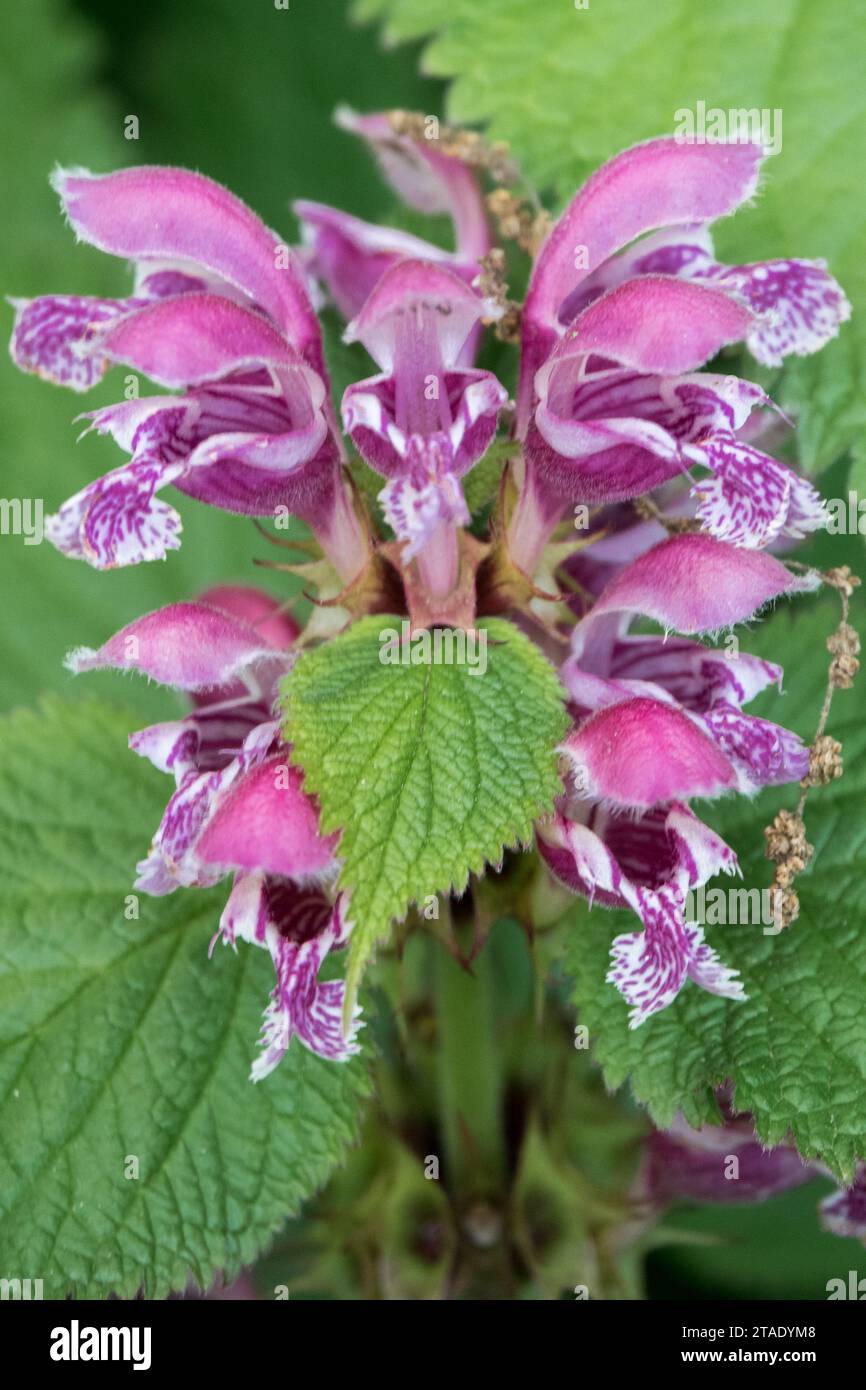 Perennial dead nettle hi-res stock photography and images - Alamy