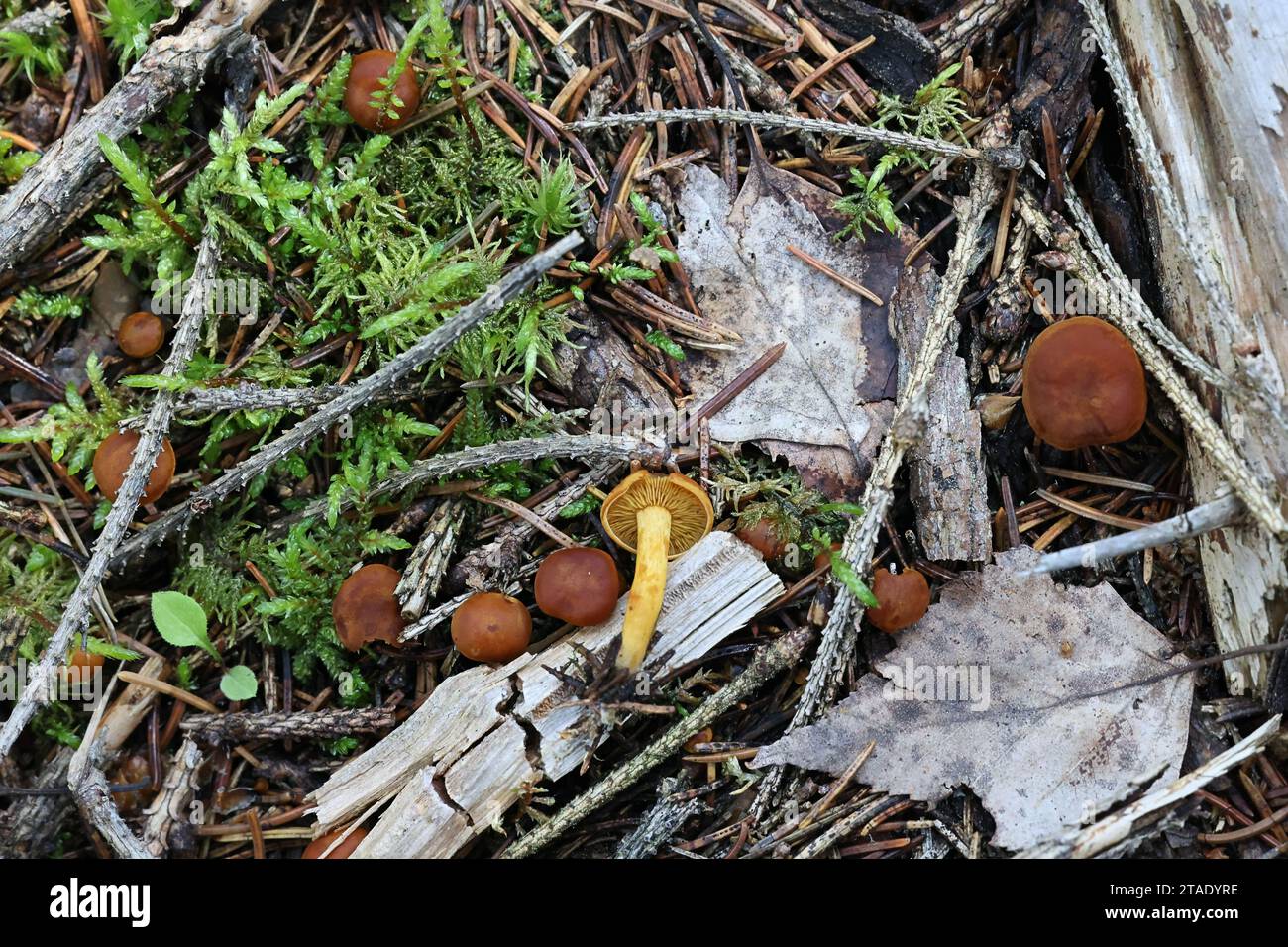 Calocybe naucoria, also called Calocybe fallax, domecap mushroom from ...