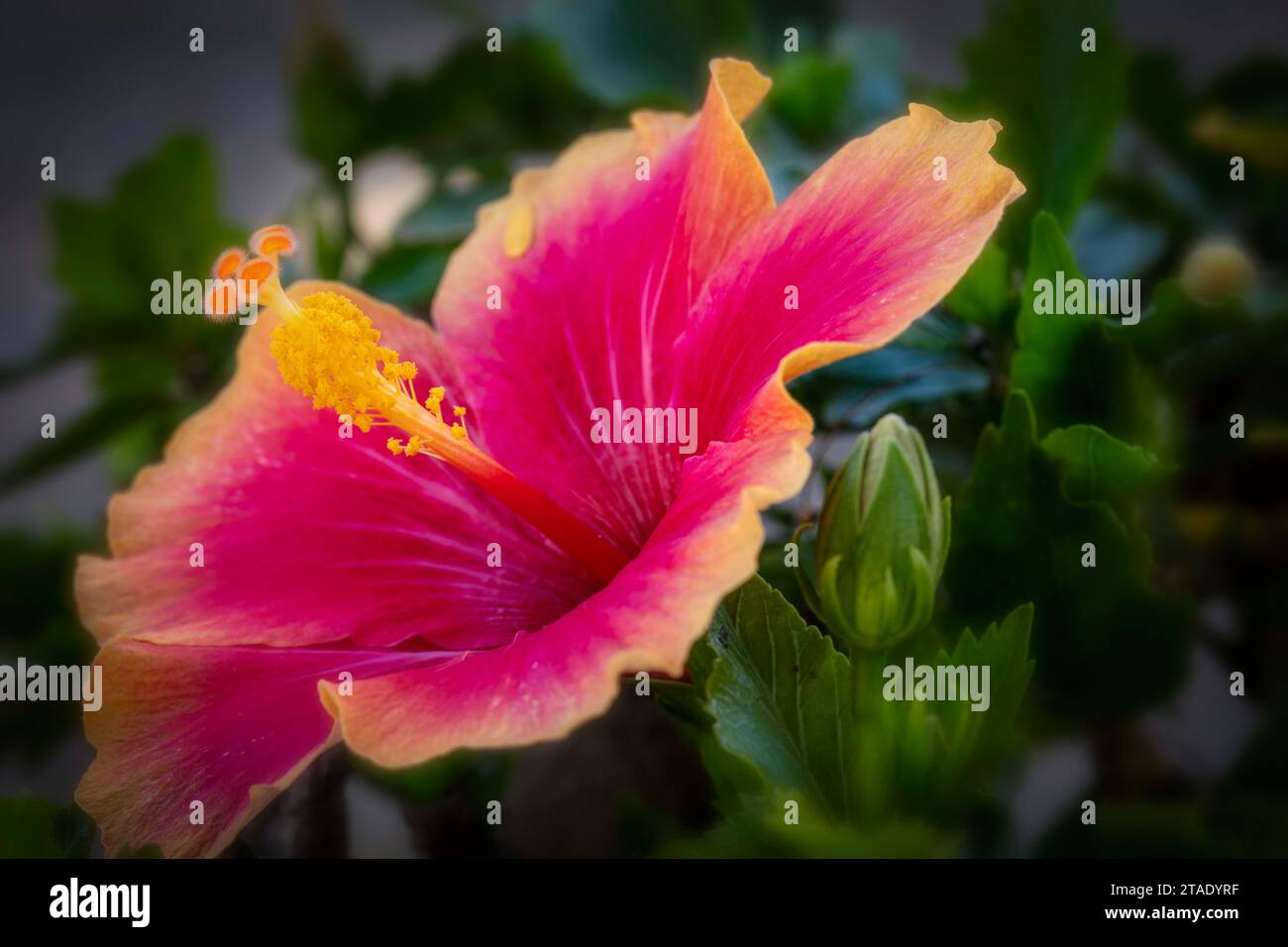 Natural close up flowering plant portrait of the ever stunning ...