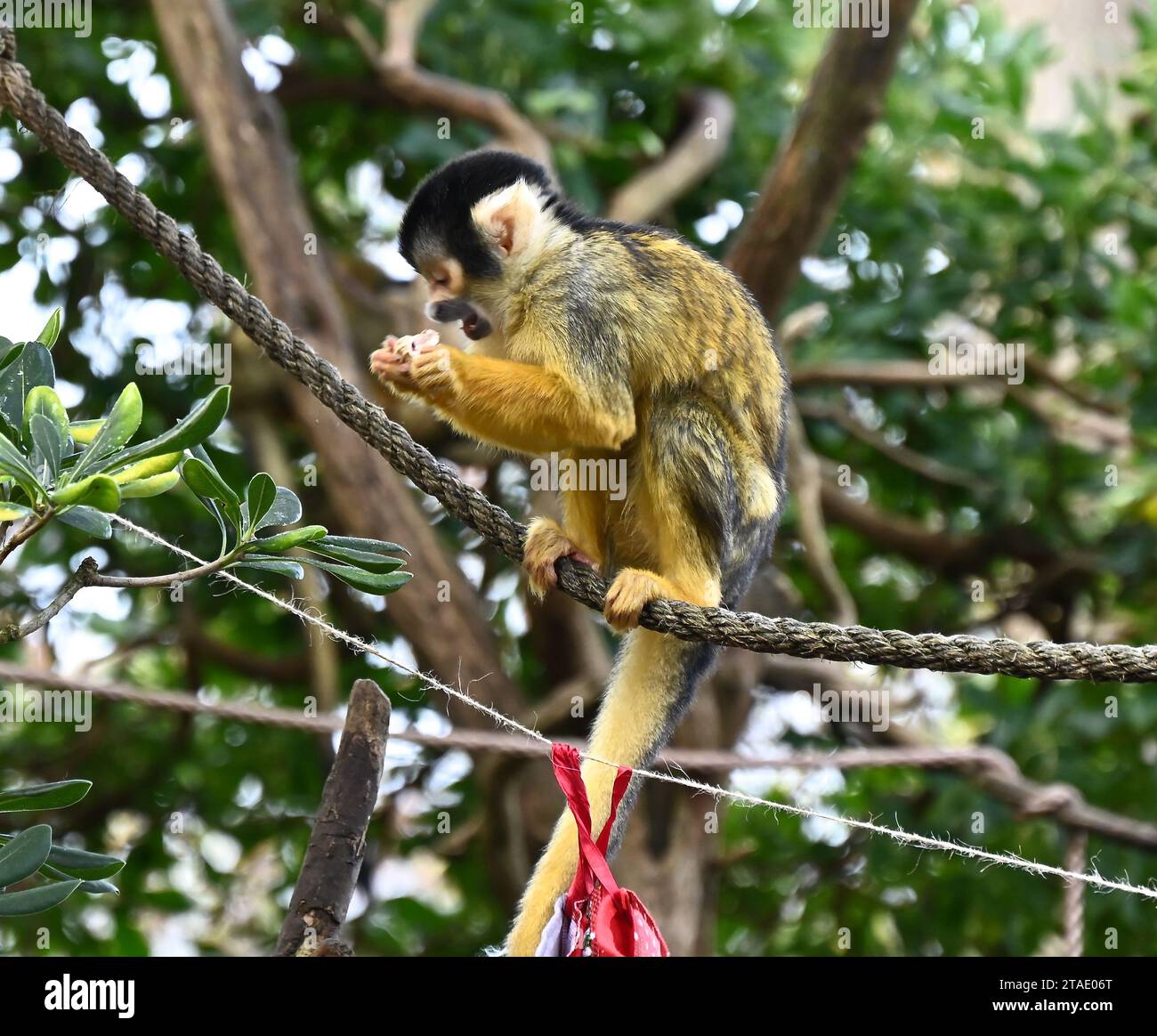 Tigers, meerkats and squirrel monkeys will kick off the countdown to ...