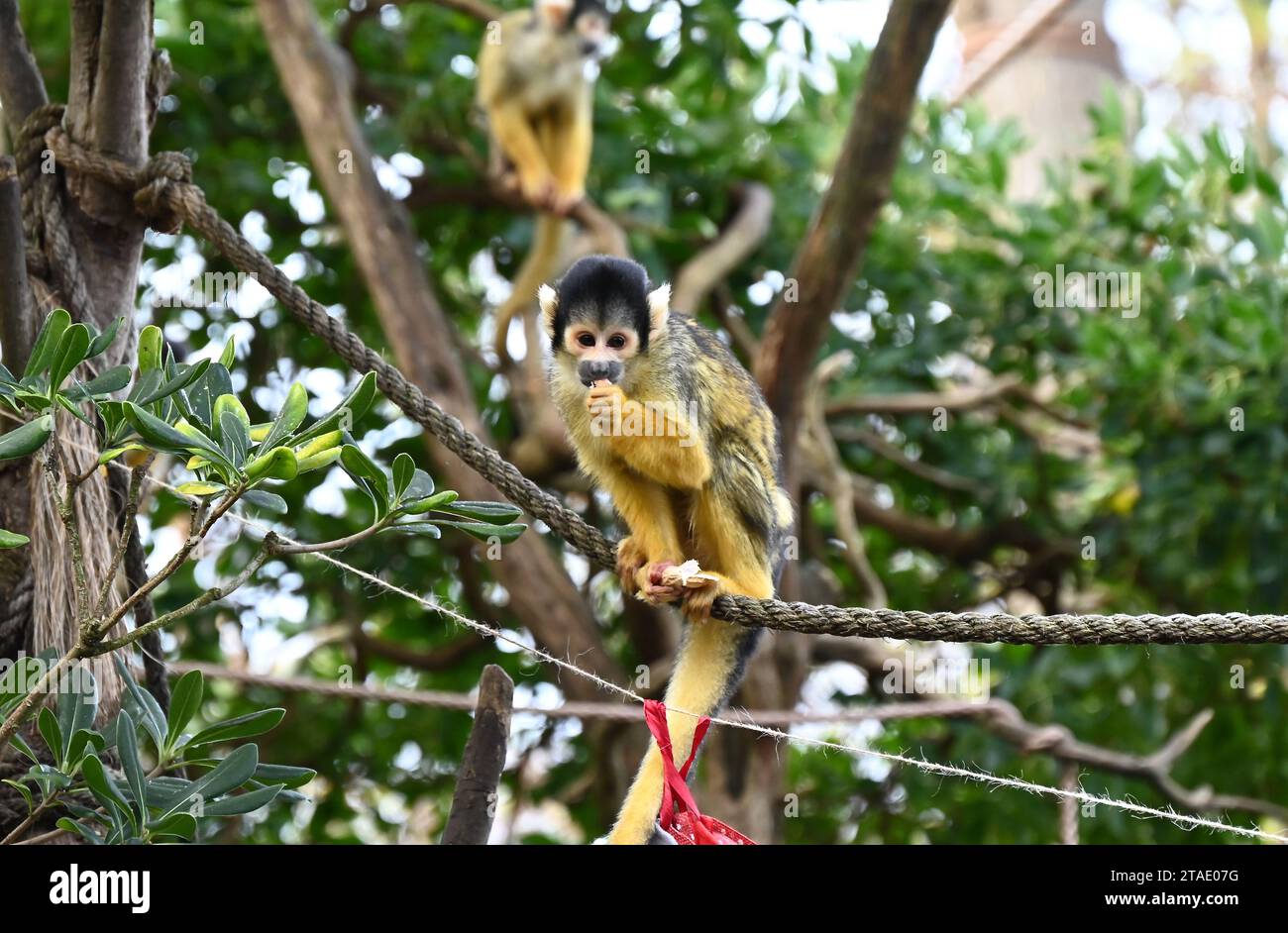 Tigers, meerkats and squirrel monkeys will kick off the countdown to ...