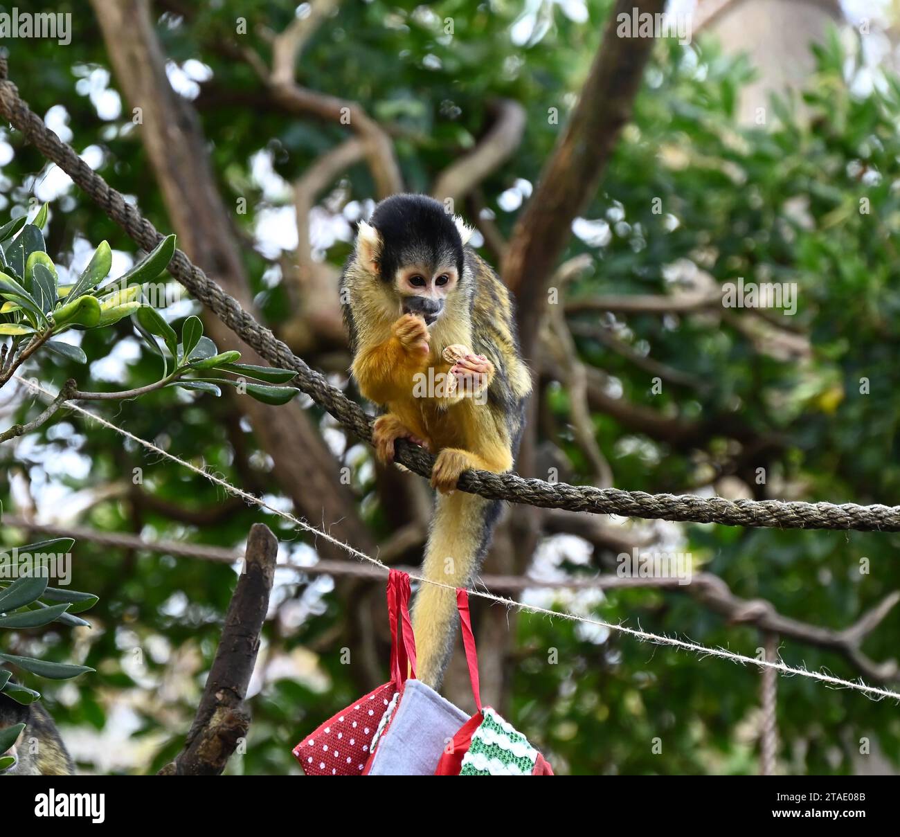 Breeding promme hi-res stock photography and images - Alamy