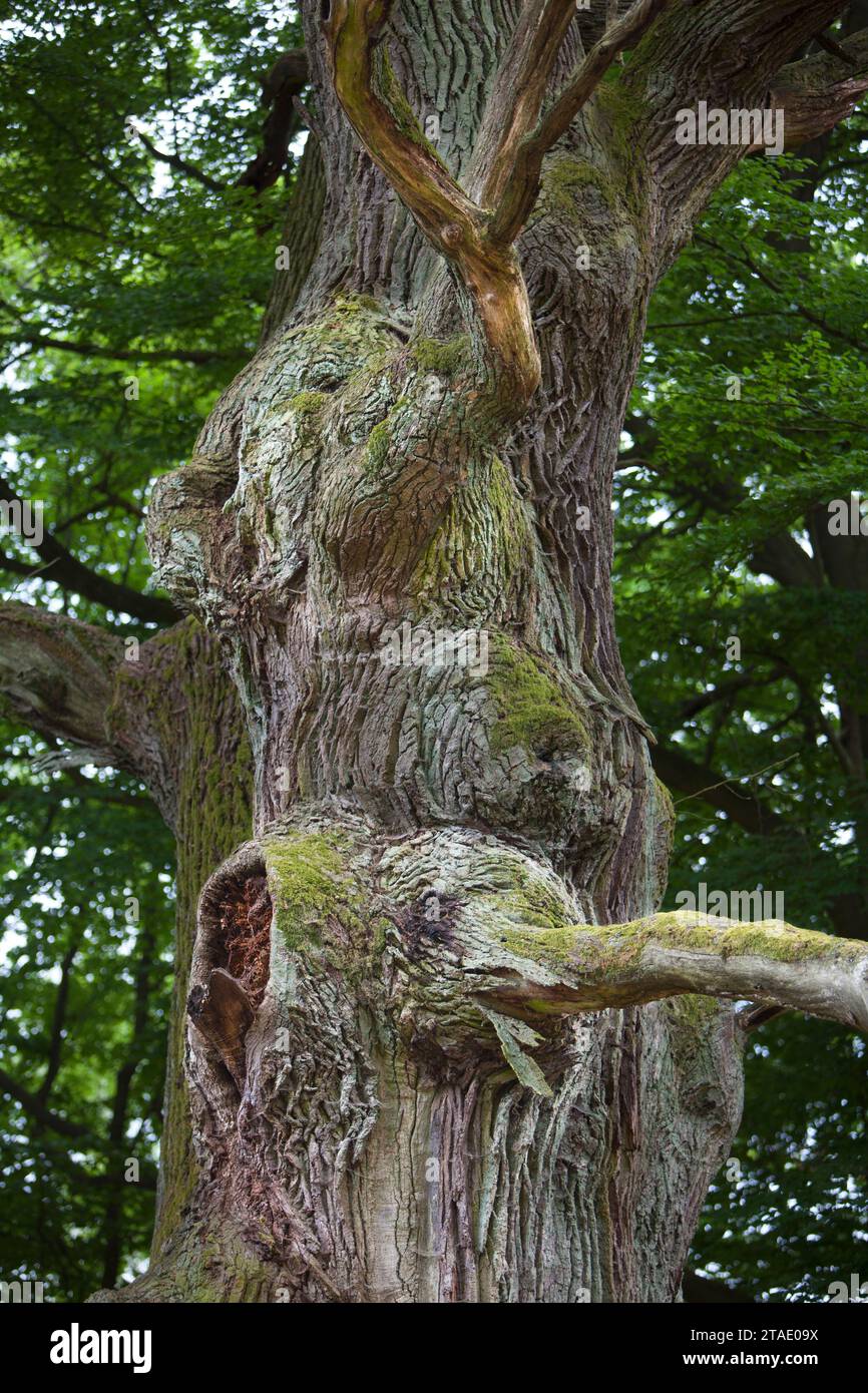 Oak sculpture hi-res stock photography and images - Alamy
