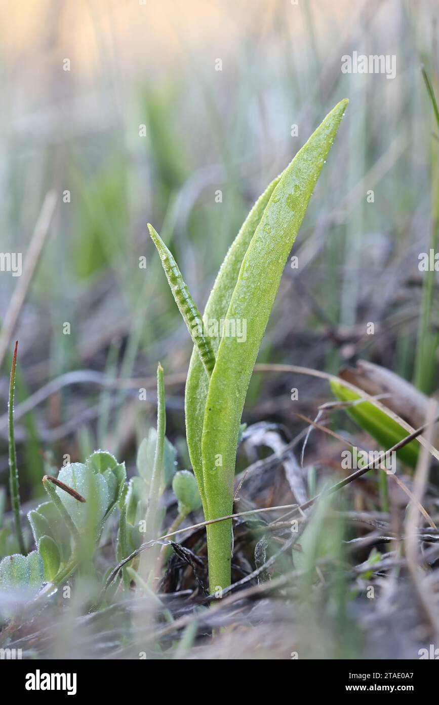 Ophioglossum vulgatum, commonly known as adder's-tongue, southern ...