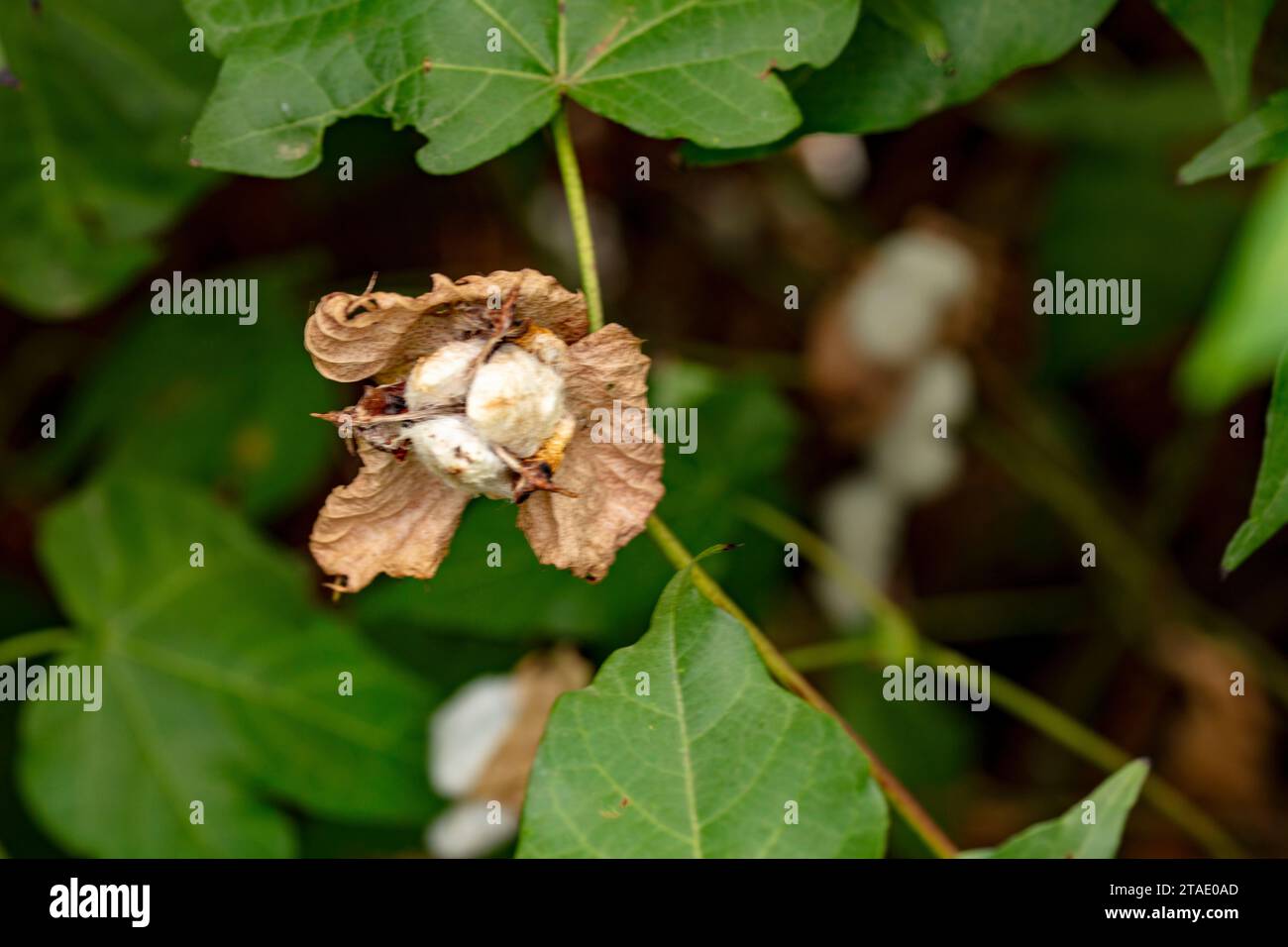 Natural close up semi-abstract flowering plant portrait of cotton shrub ...