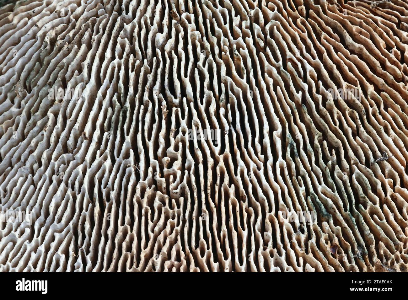 Daedalea quercina, known as the oak mazegill or maze-gill fungus ...
