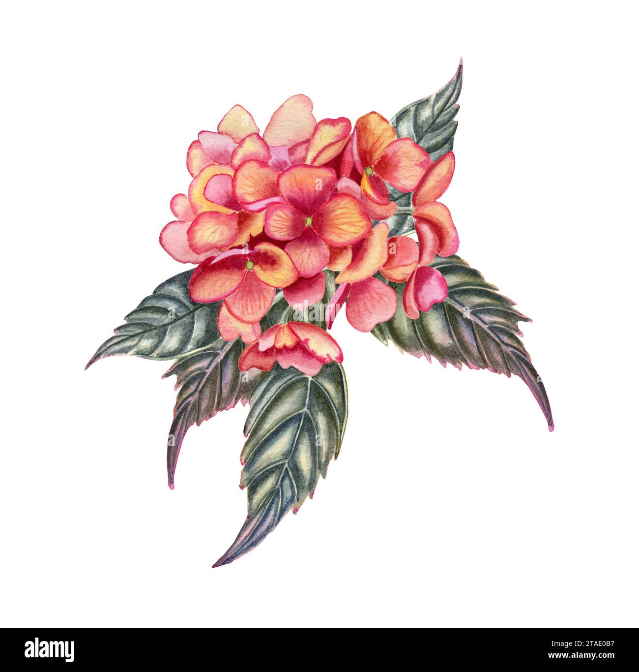 Hydrangea flower watercolor illustration. Hand drawn bouquet in autumn ...