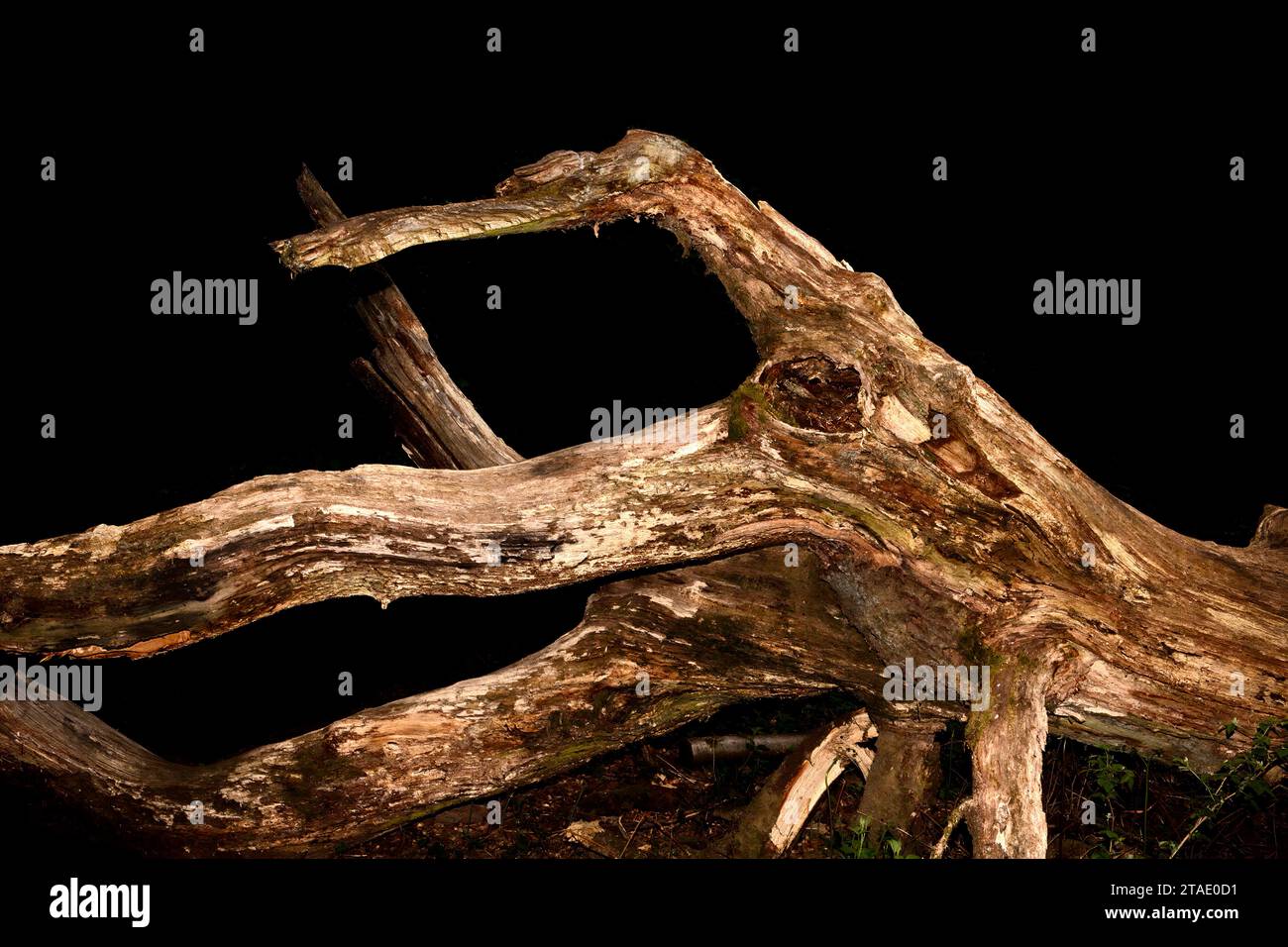 Rotting vegetation hi-res stock photography and images - Alamy