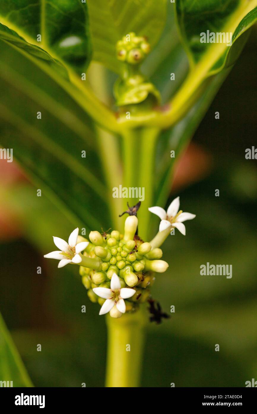 Natural close up flowering plant portrait of Morinda Citrifolia var ...