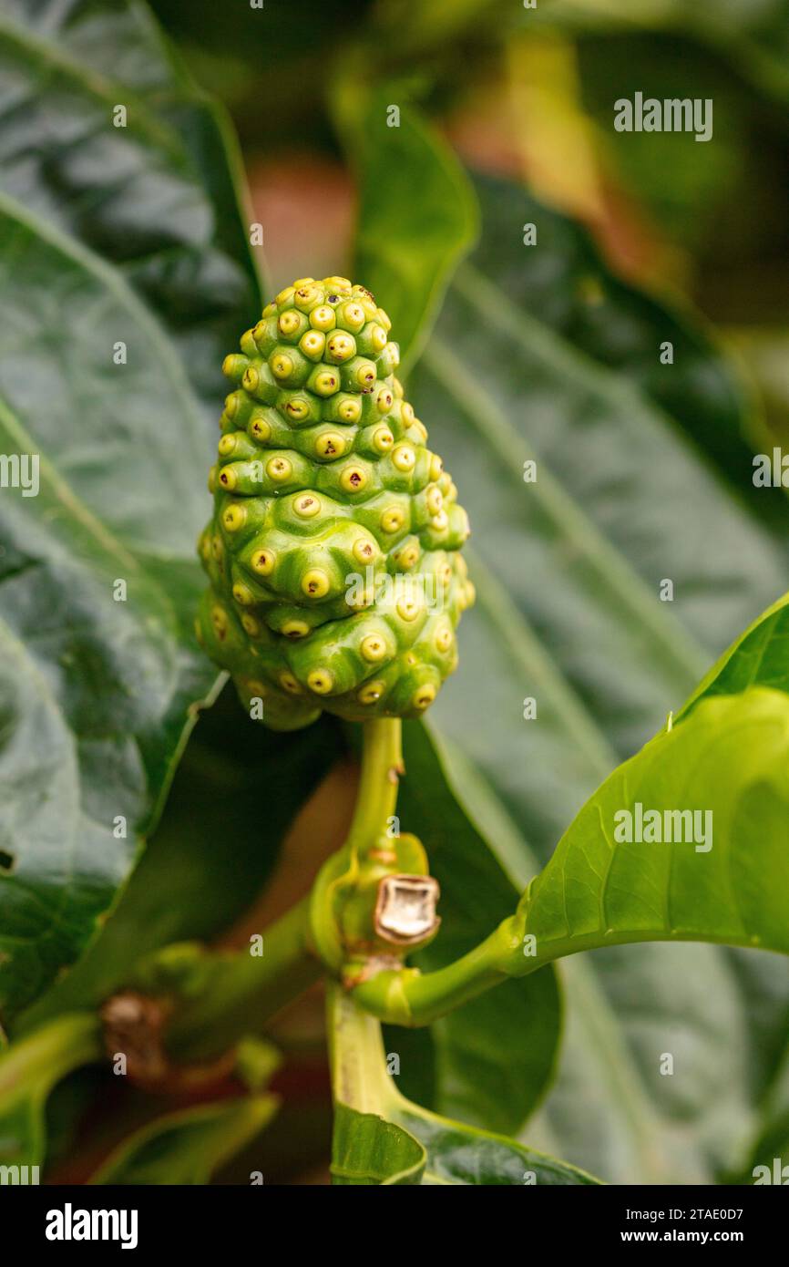 Natural close up flowering plant portrait of Morinda Citrifolia var ...