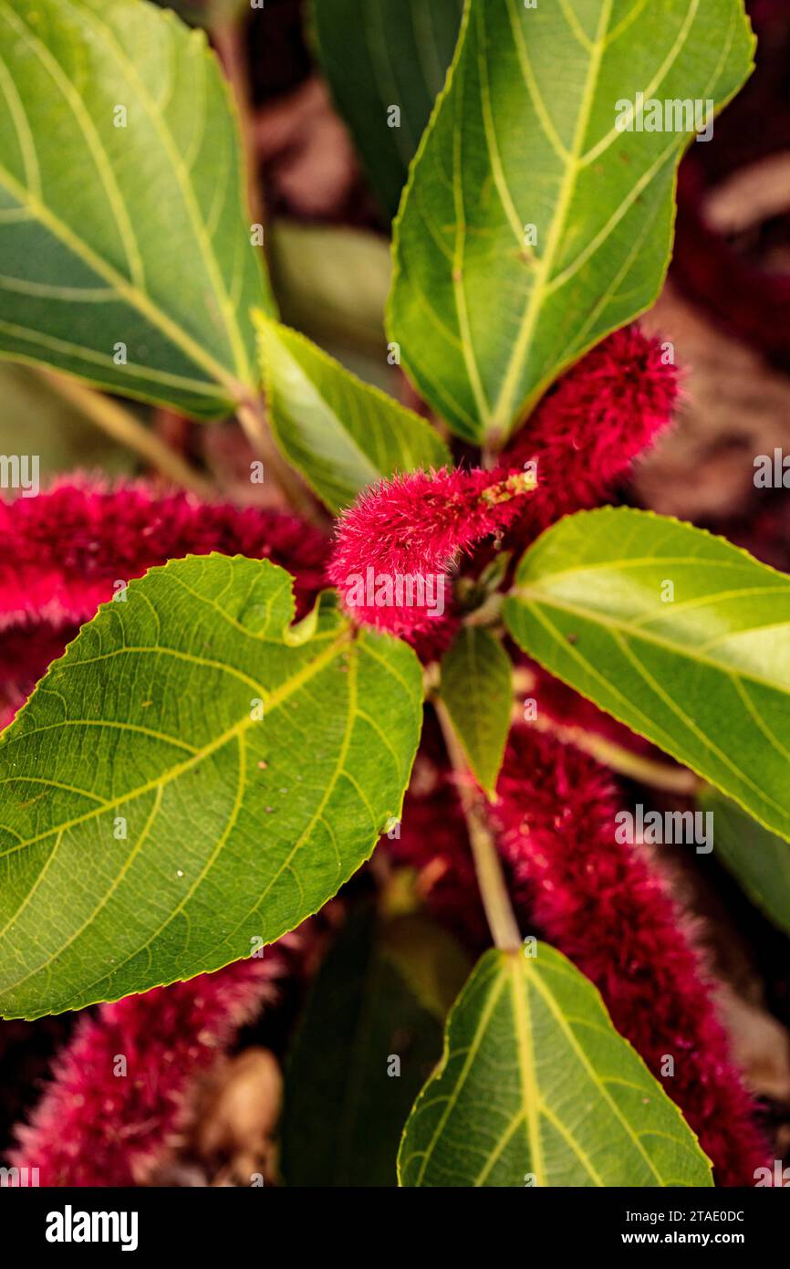 Natural close up plant portrait of Acalypha hispida, chenille plant ...