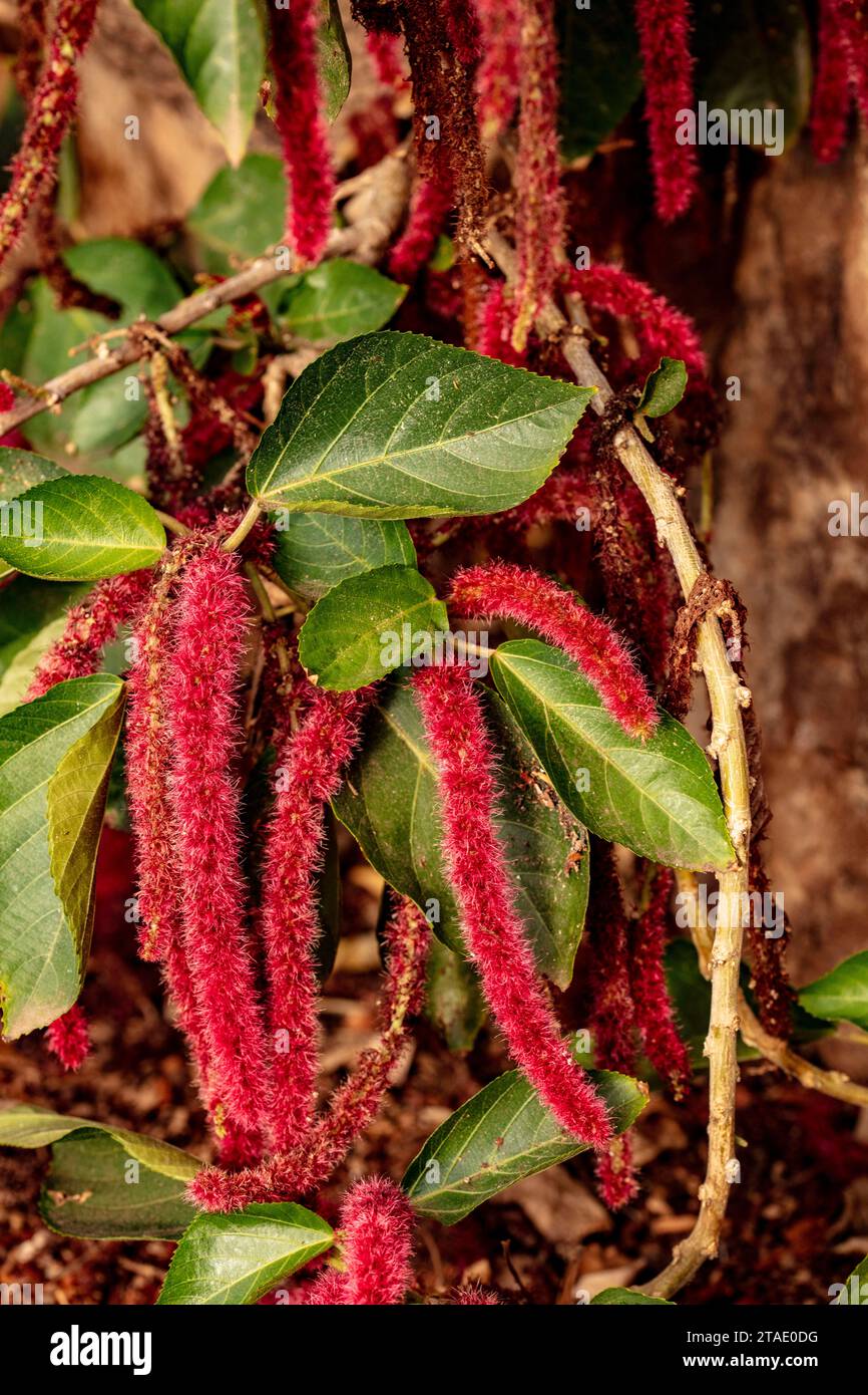Natural close up plant portrait of Acalypha hispida, chenille plant ...