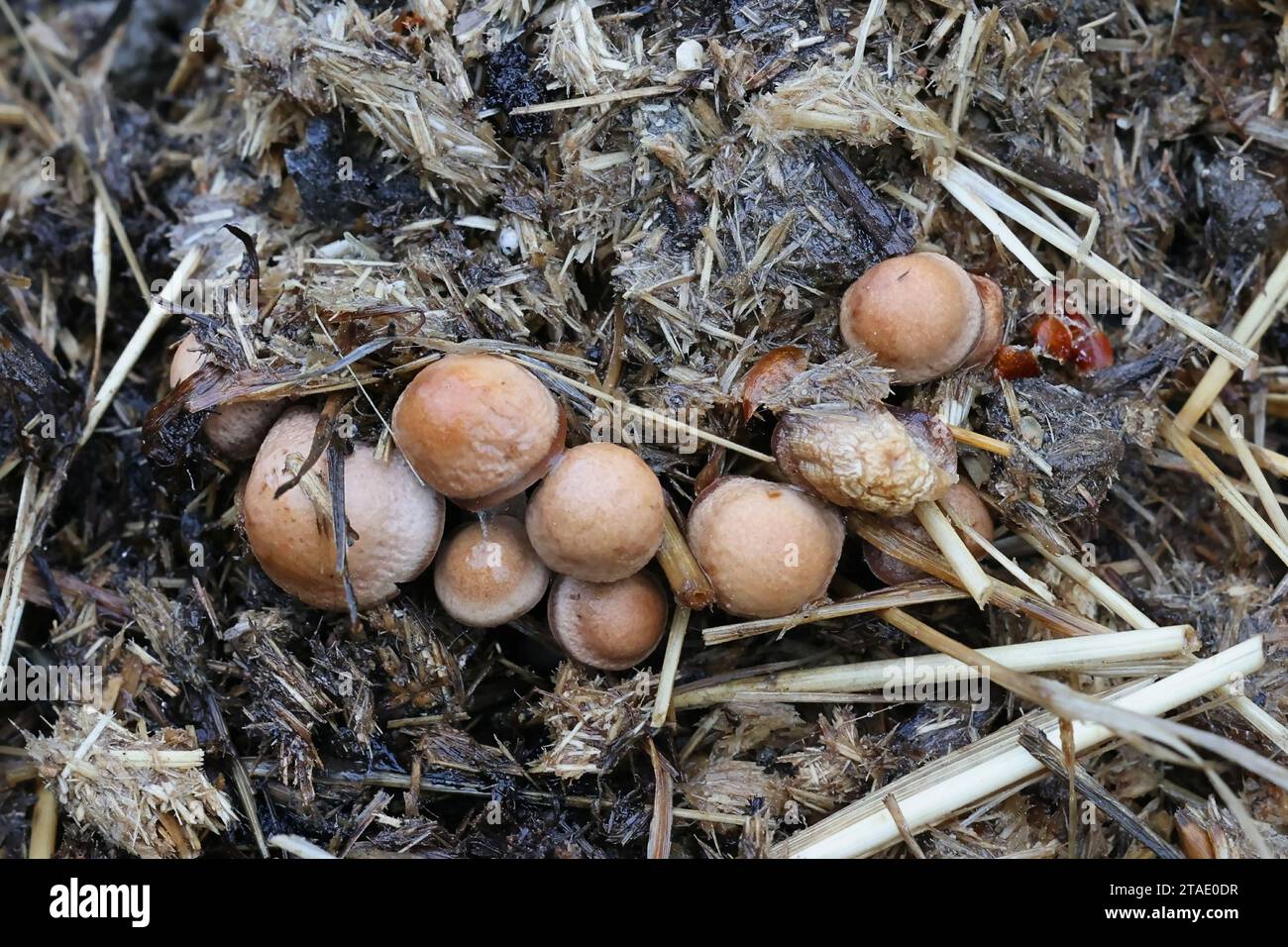 Panaeolus cinctulus, commonly known as the banded mottlegill, weed ...
