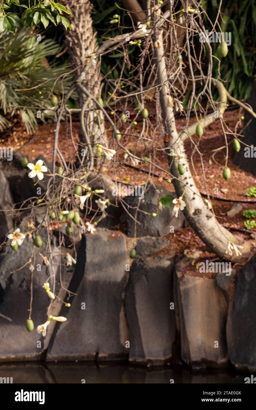 Strangely beautiful Kapok tree (Ceiba pentandra), and flowers Stock ...