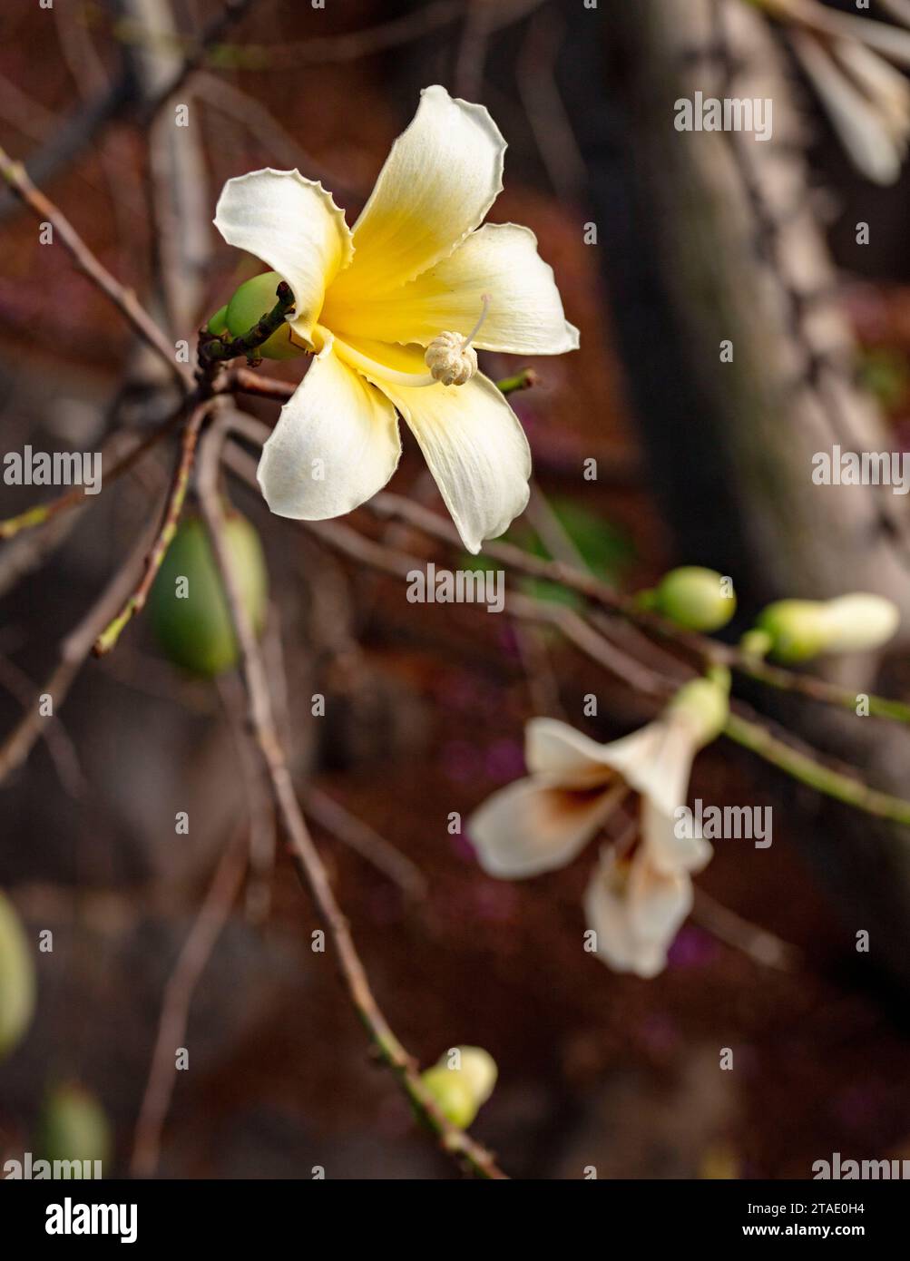 Pods kapok tree ceiba pentandra hi-res stock photography and images - Alamy