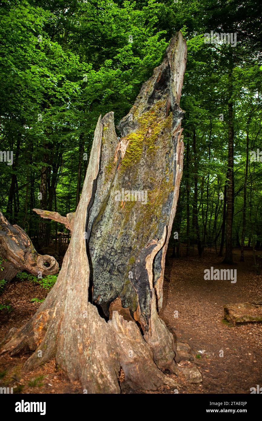 Dead and rotten tree hi-res stock photography and images - Alamy
