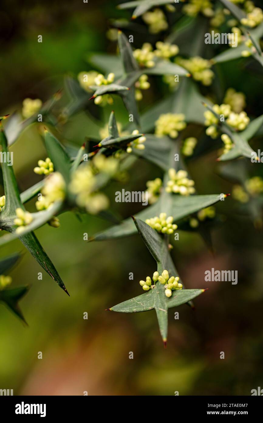 Natural close up flowering plant portrait of the stunningly spikey ...