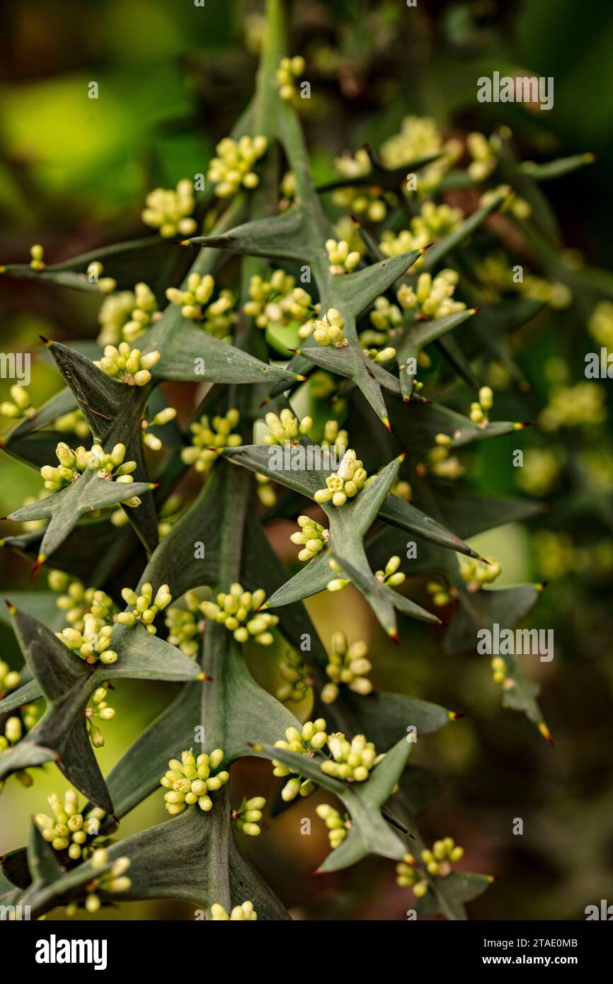 Natural close up flowering plant portrait of the stunningly spikey ...
