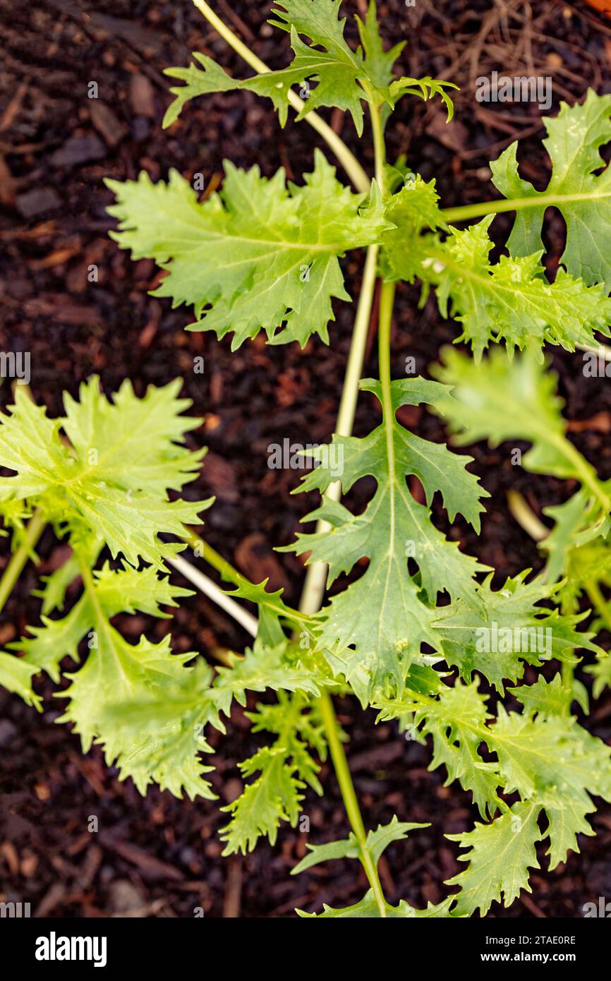 Natural close up food plant portrait of Mizuna, Japanese greens, frilly ...