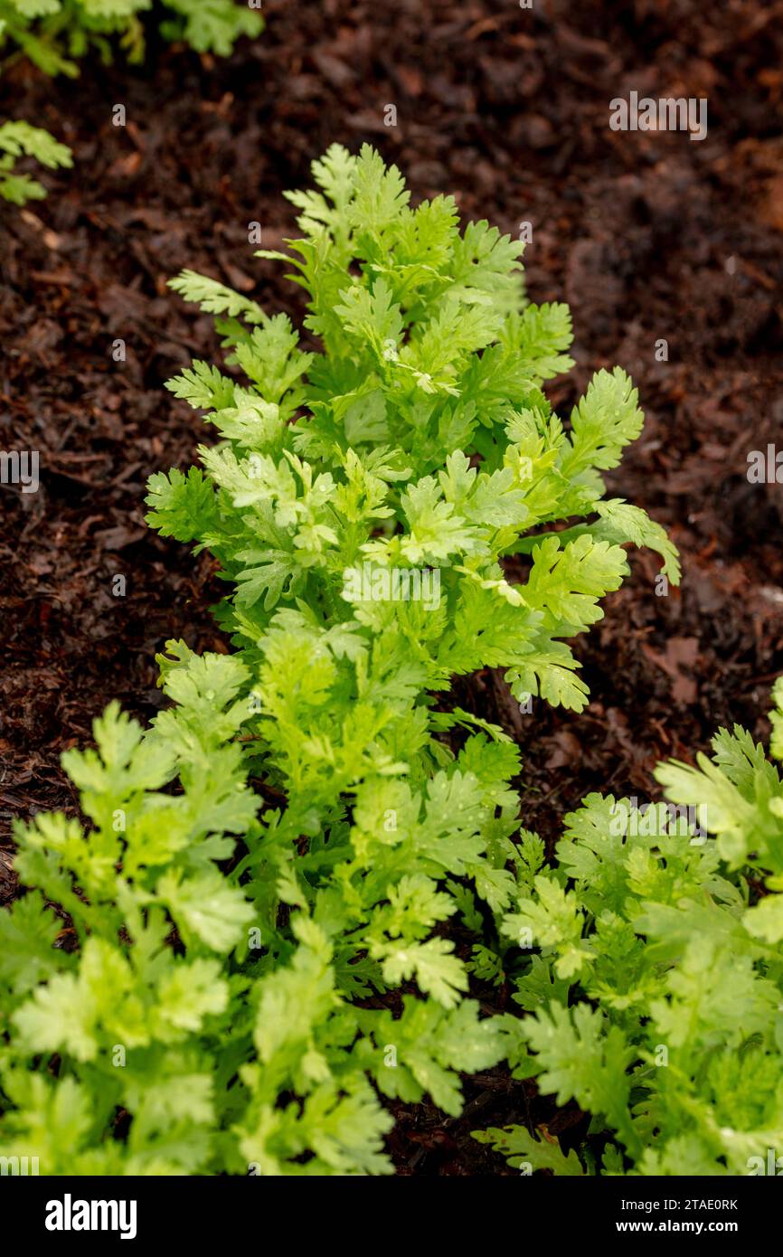 Natural close up food plant portrait of the deceptively useful winter ...