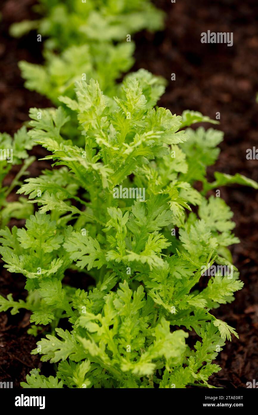 Natural close up food plant portrait of the deceptively useful winter ...