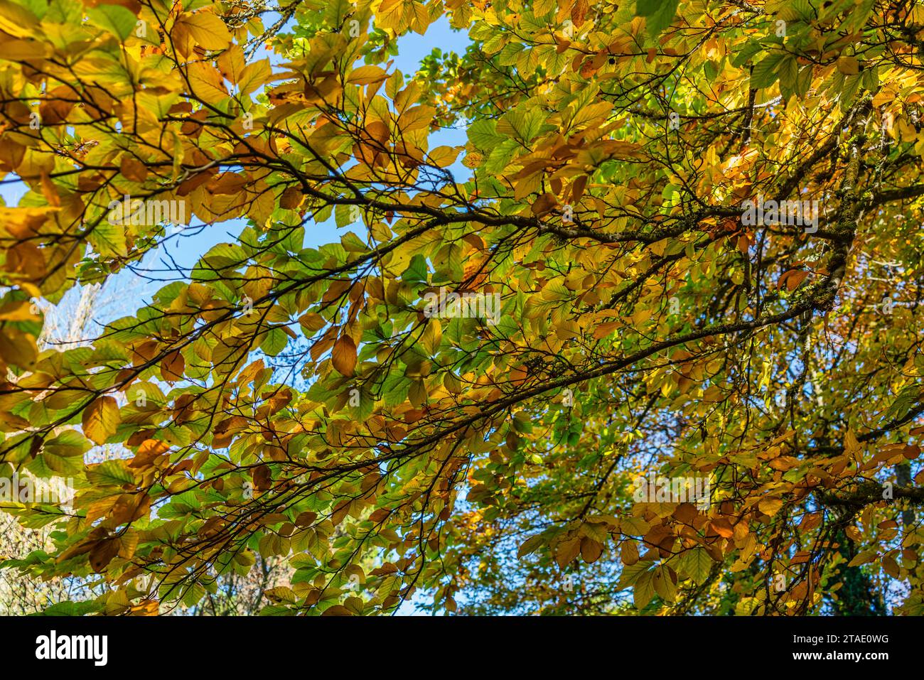 Abstract autumn leaves background hi-res stock photography and images ...