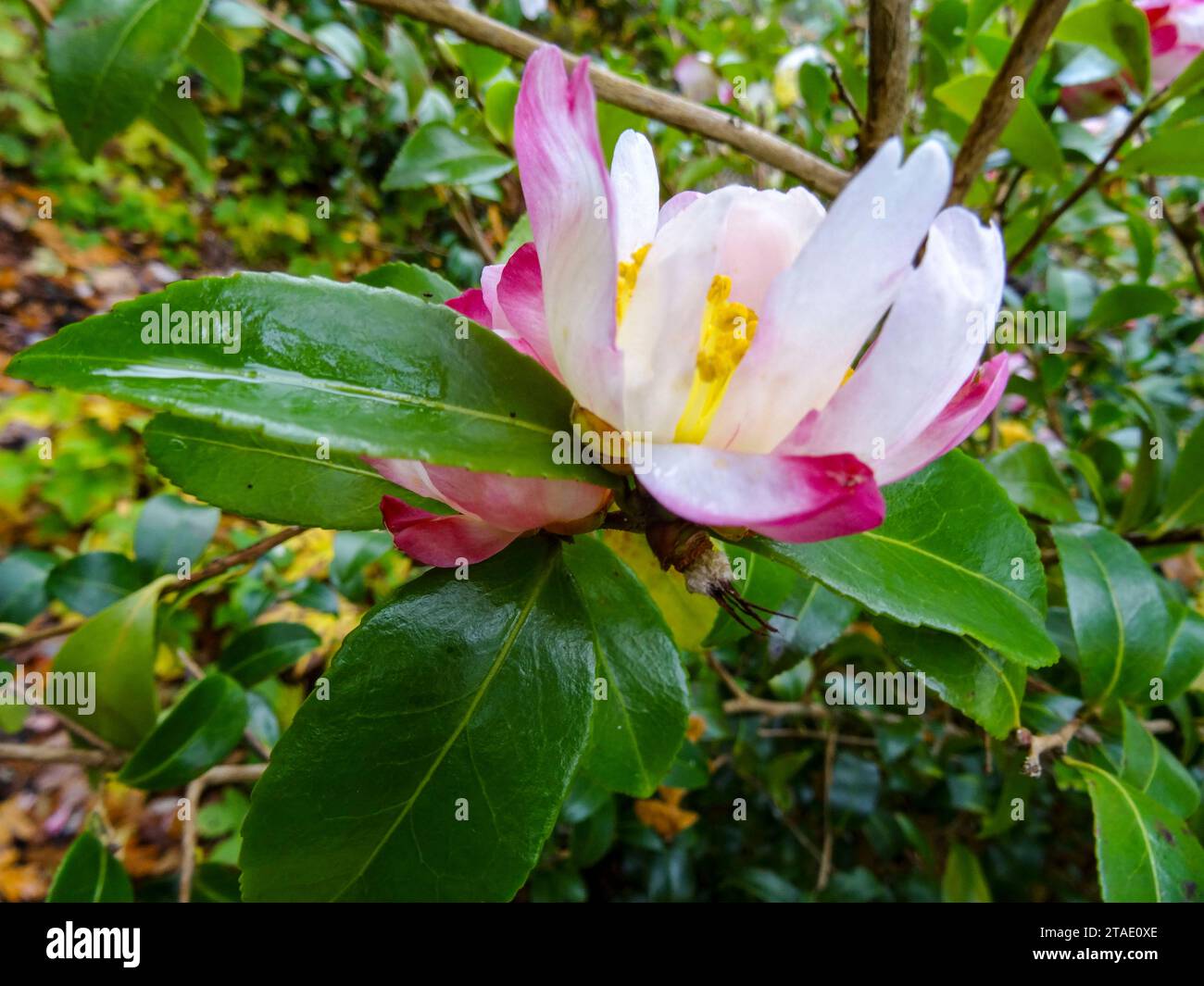 Beautiful and fragrant single flower of Camellia sasanqua ‘Rainbow ...