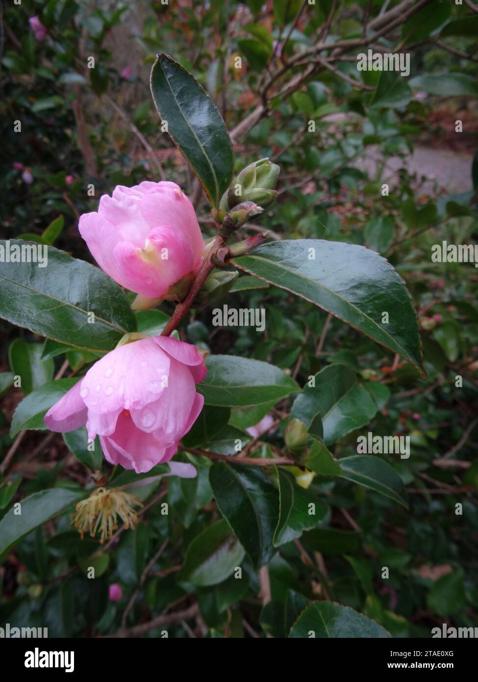 Natural close up flowering plant portrait of Camellia Sasanqua ‘Super ...