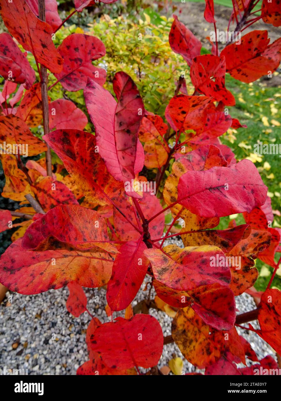 Cotinus Old Fashioned Pflege : Cotinus from Burncoose Nurseries – CHDYRI