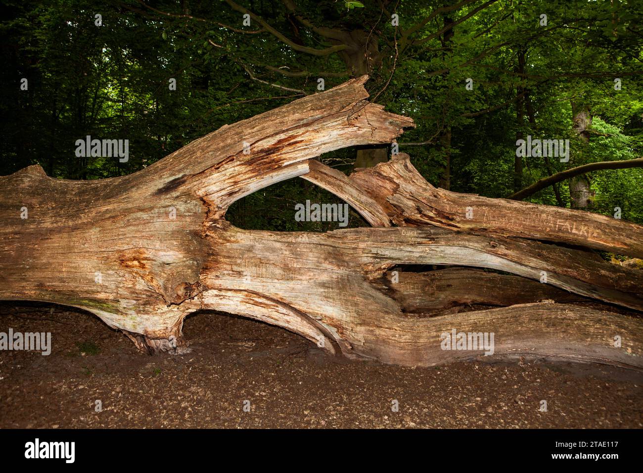 Dead and rotten tree hi-res stock photography and images - Alamy