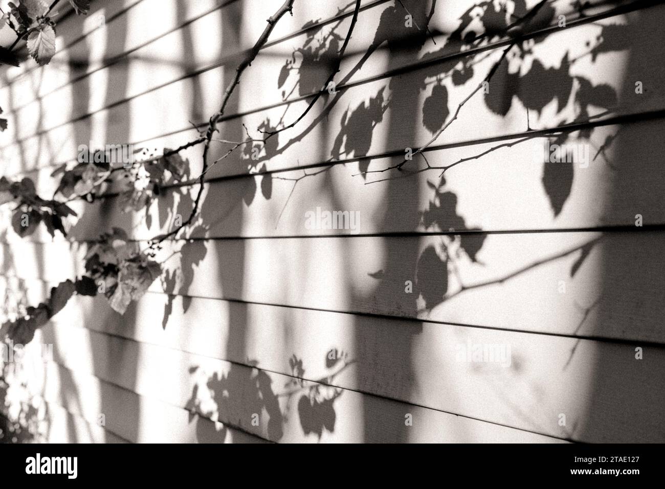 Film like flowers hi-res stock photography and images - Alamy