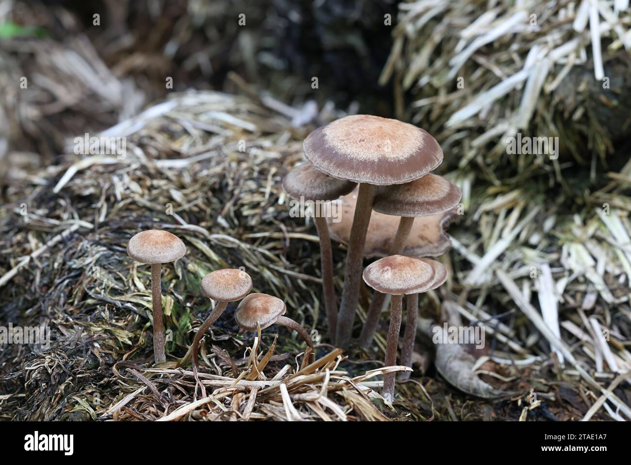 Panaeolus cinctulus, commonly known as the banded mottlegill, weed ...