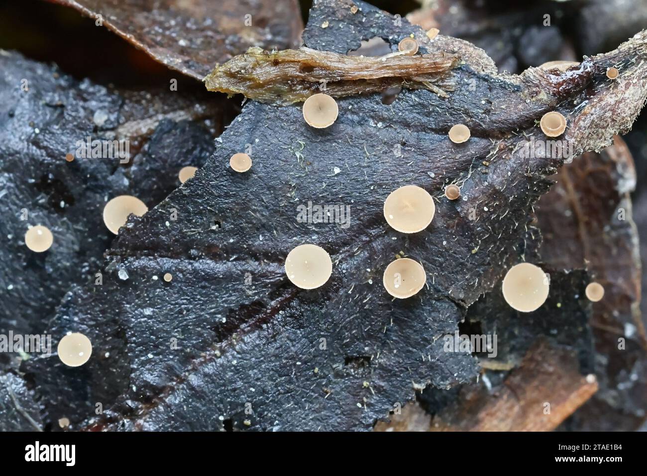 Rutstroemia conformata, also called Ciboria conformata, tiny cup fungus ...