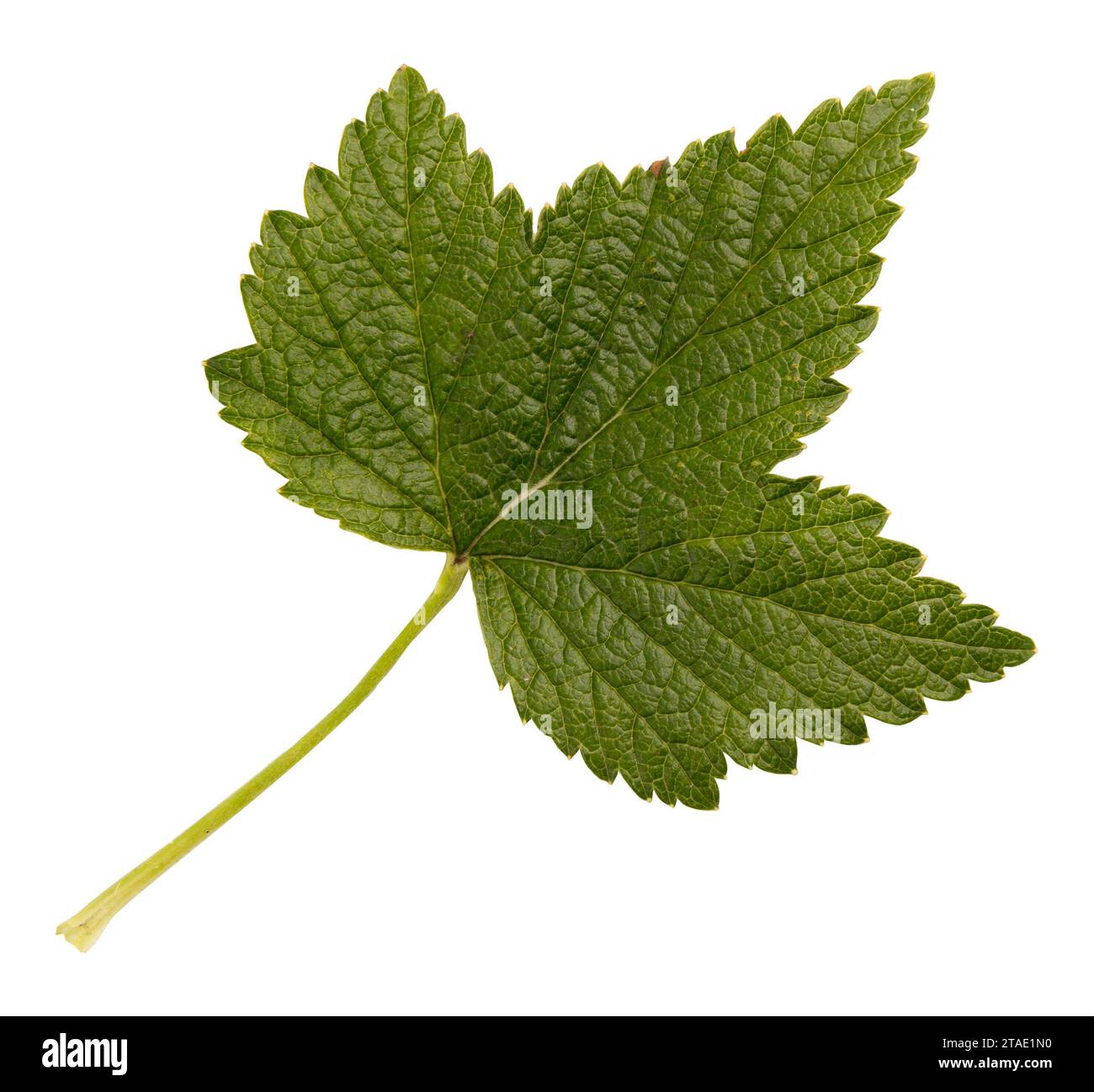 currant leaf isolated on white background with clipping path, top view ...