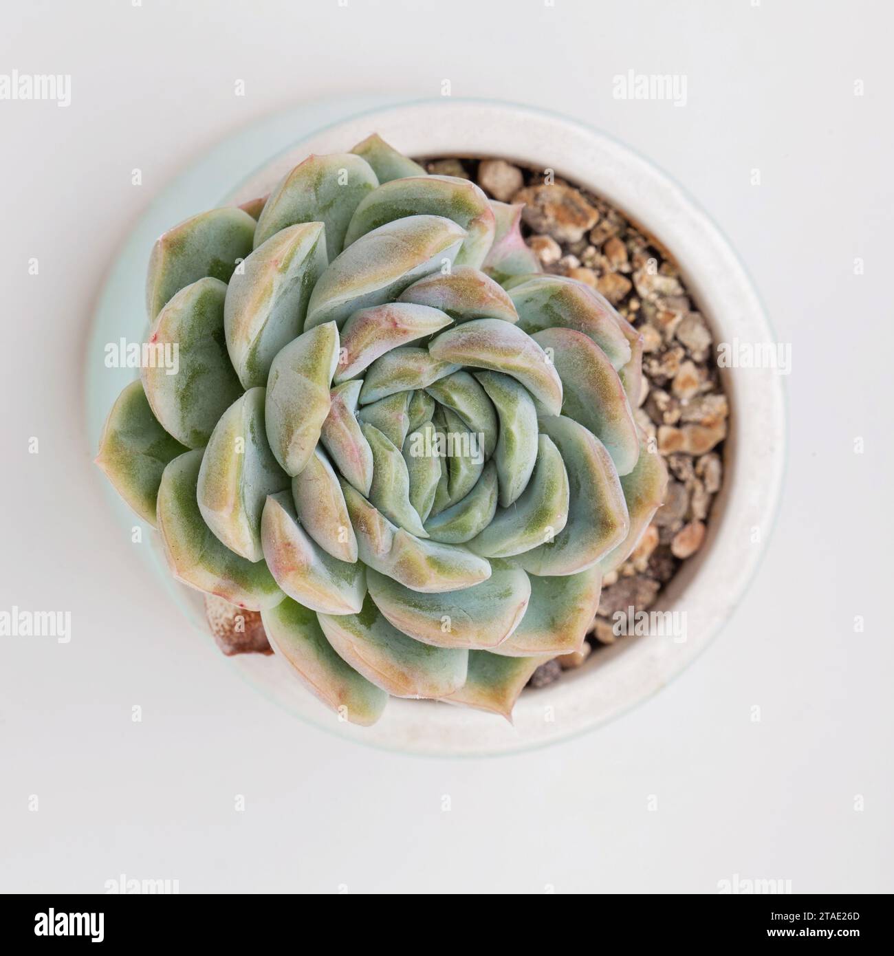 Echeveria elegans rose succulent top view. Flower houseplant on white ...