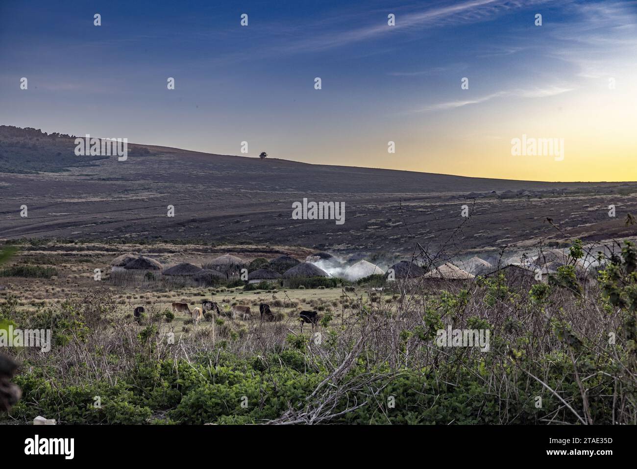 Tanzania, Arusha region, Malanja, the village at sunset, as the cattle ...