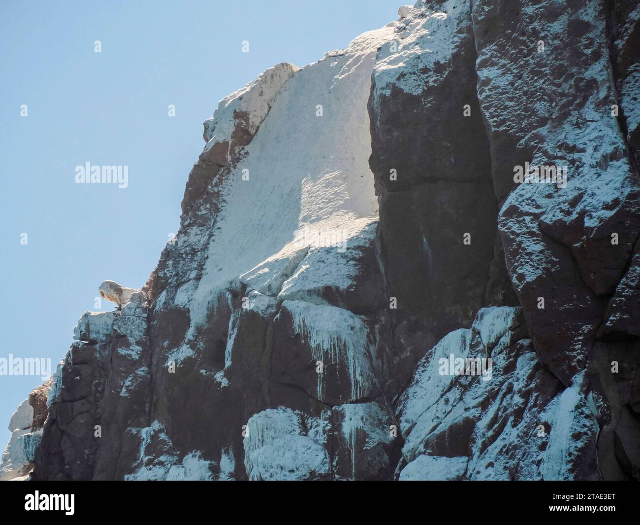 A white birds droppings rock in cortez sea baja california sur ...