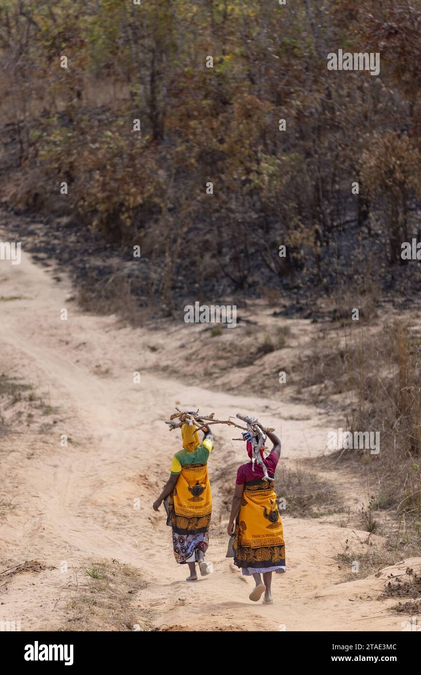 Tanzania, Ruvuma region, Jaribuni, two women carry firewood on a path ...