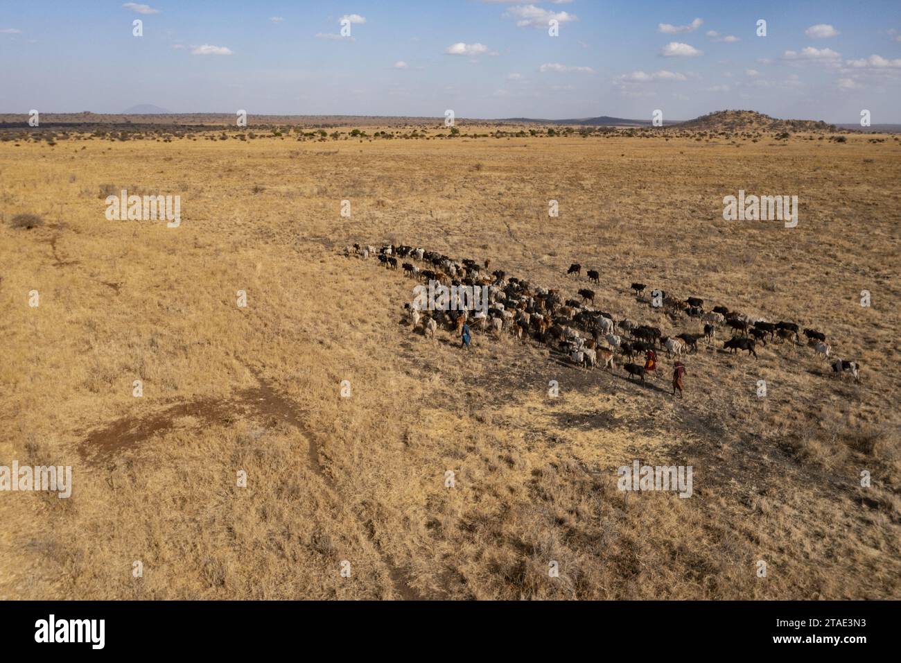 Masai cattle aerial view hi-res stock photography and images - Alamy