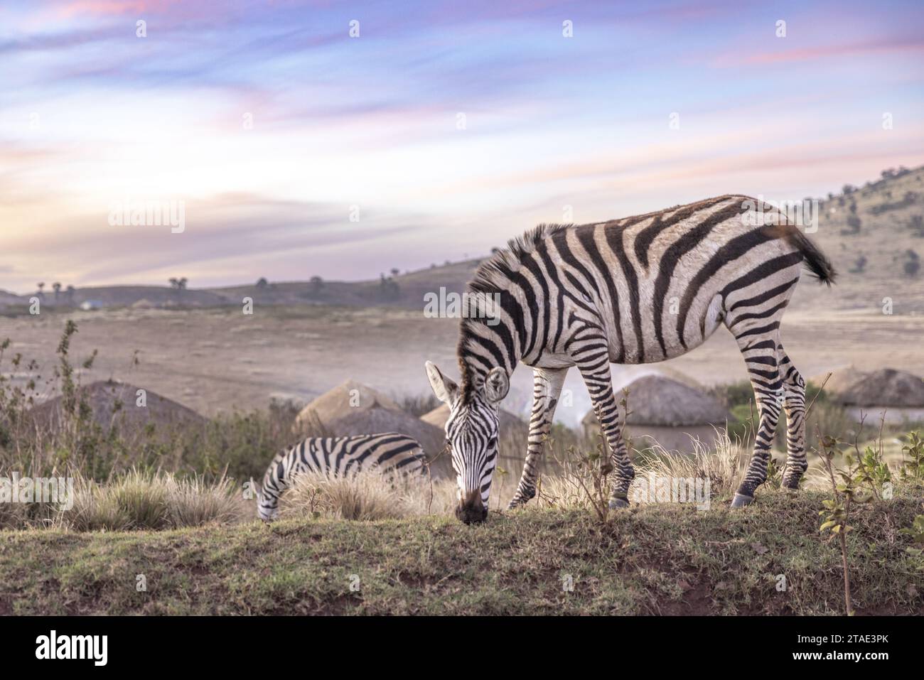 Tanzania, Arusha region, Malanja, a herd of zebras in front of the ...