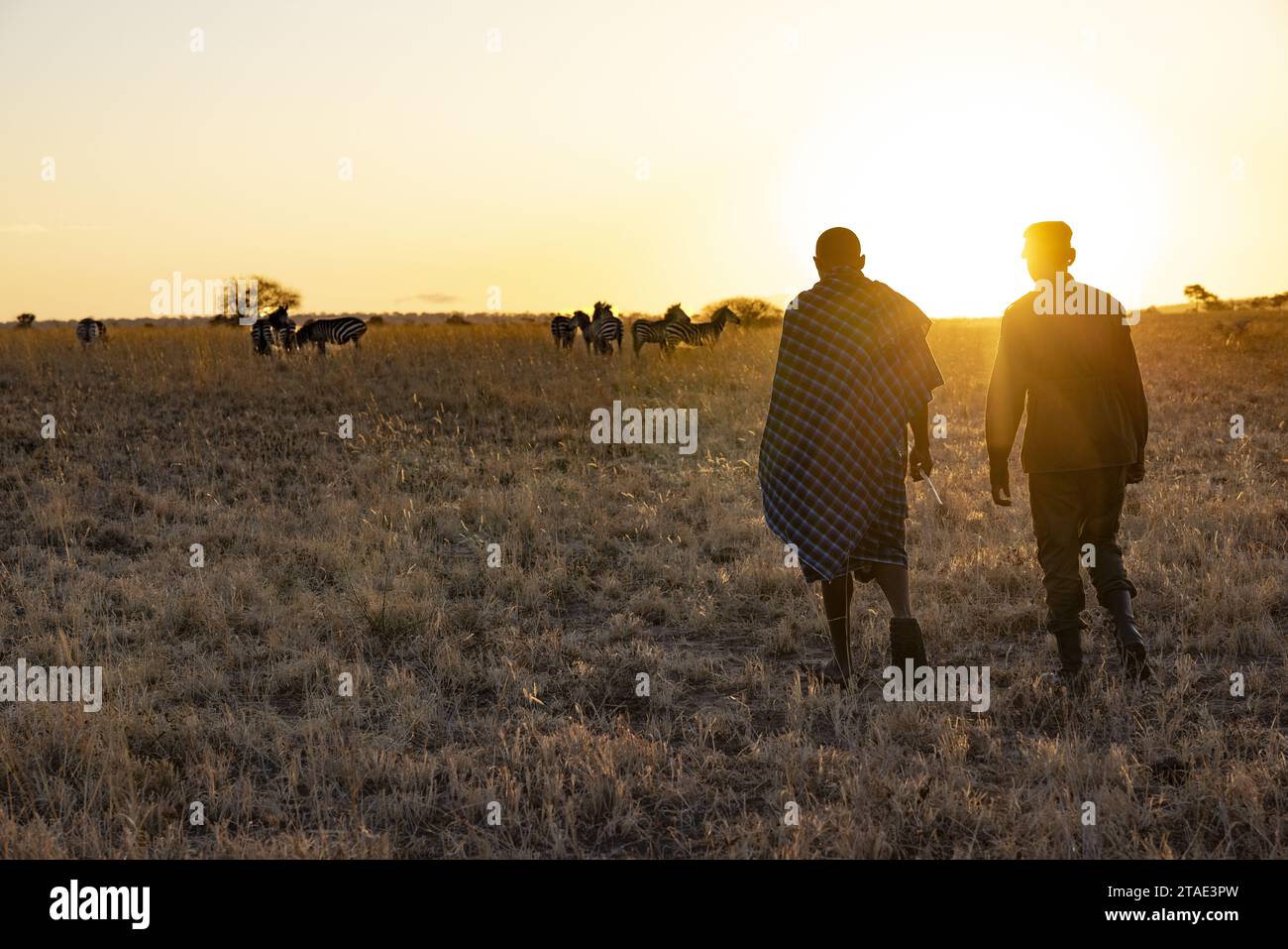 Tanzania, WMA (wildlife management area) of Randilen, Monduli district ...
