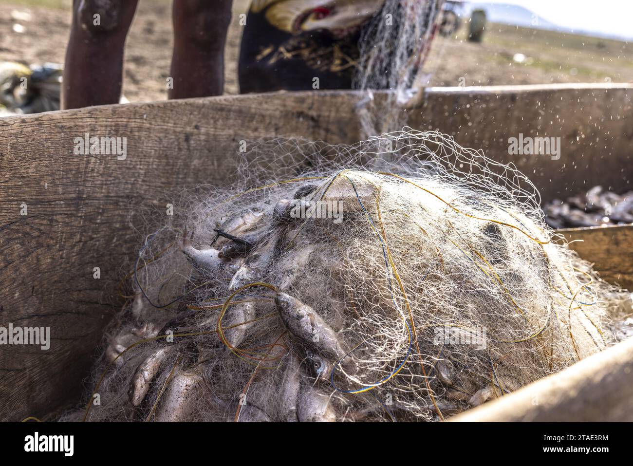 Tanzania, Manyara region, Lake Manyara In the dry season, the nets are ...