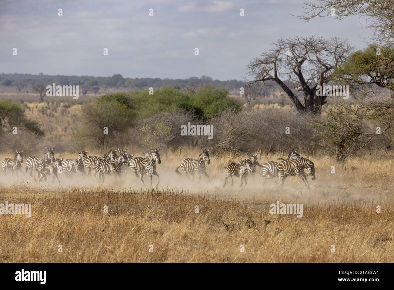 Tanzania, Randilen WMA (wildlife management area), Monduli district ...