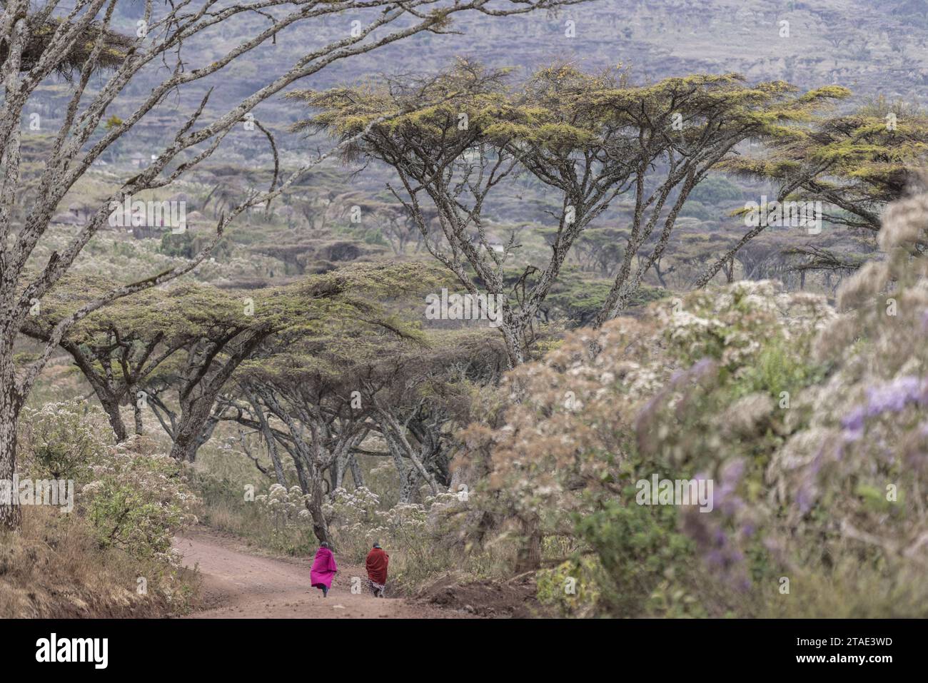 Tanzania, Arusha region, Irmisigio, two Massai people walk on the road ...