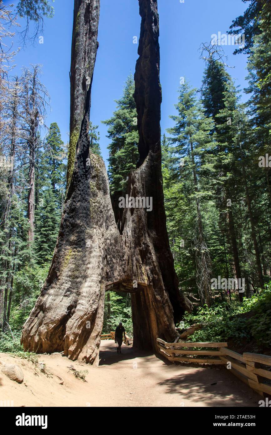 United States, California, Yosemite National Park, listed as World ...