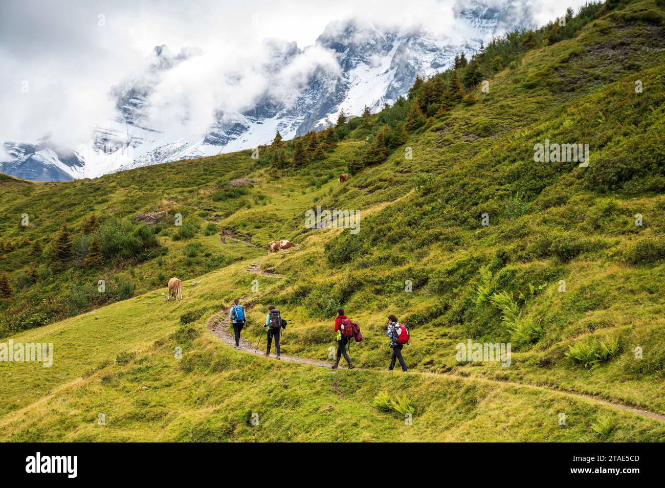 France, Haute-Savoie (74), Massif du Chablais, Montagnes du Giffre ...
