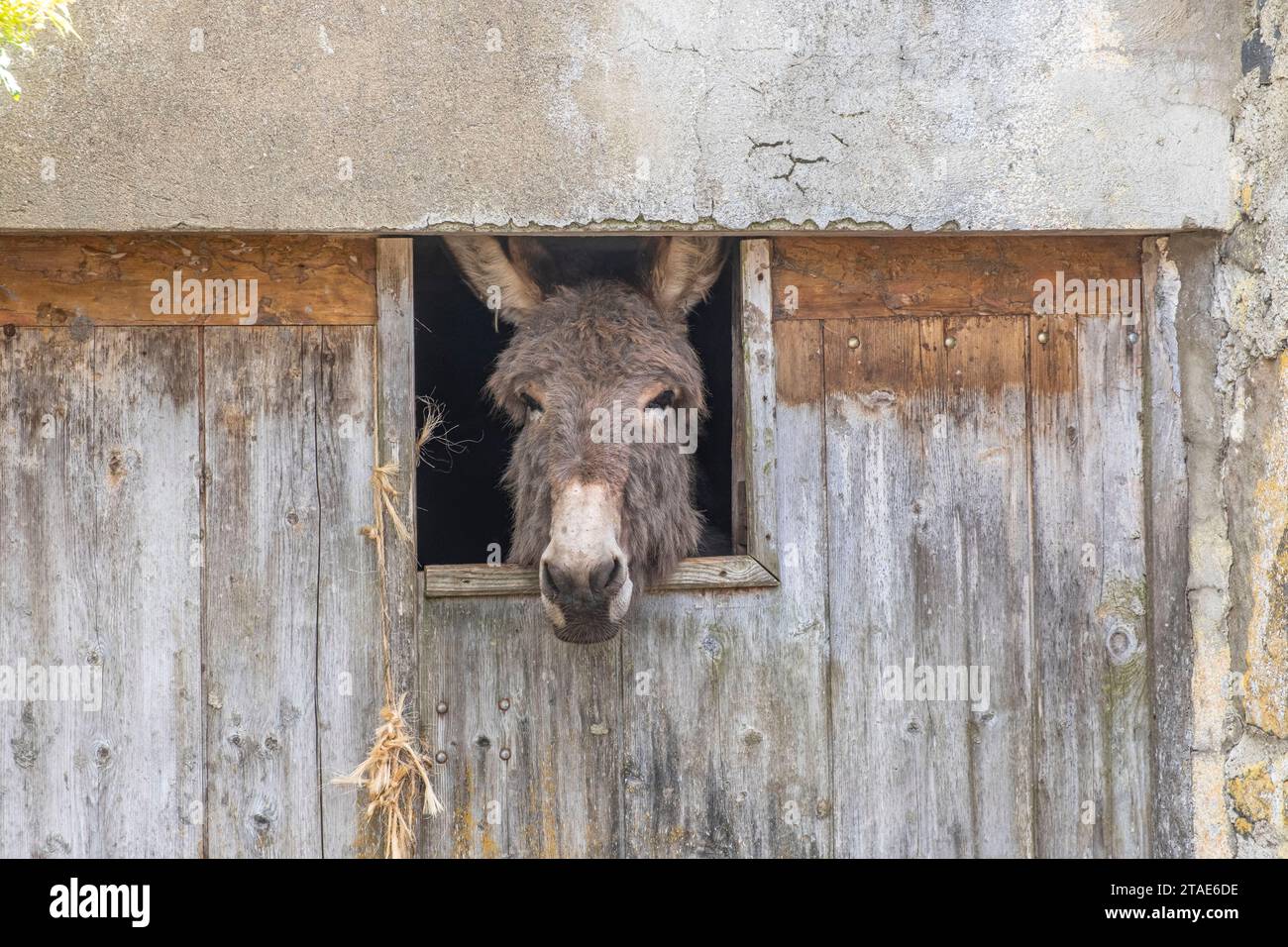 Donkey in stable hi-res stock photography and images - Alamy